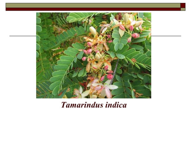 Caesalpinioideae | PPTX | Gardening | Home & Garden