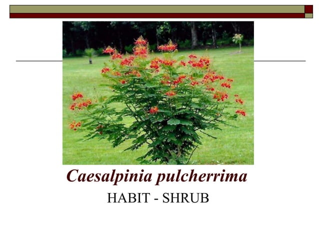Caesalpinioideae | PPTX | Gardening | Home & Garden