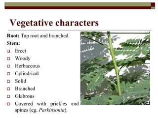 Caesalpinioideae | PPTX