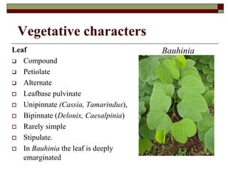 Caesalpinioideae | PPTX