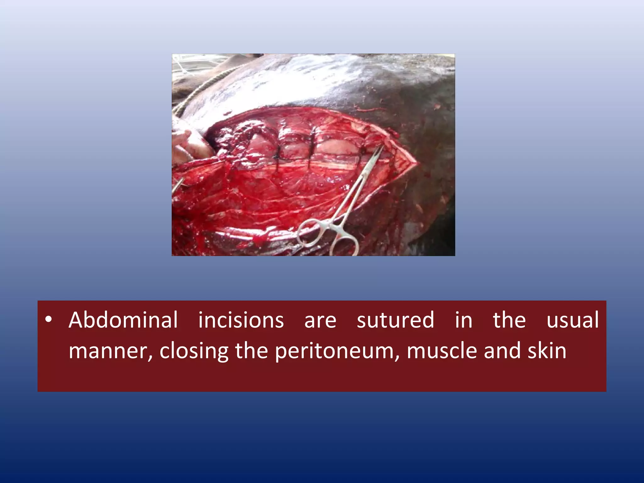 Caesarean section in cow | PPT