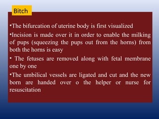 Caesarean section in cow | PPT