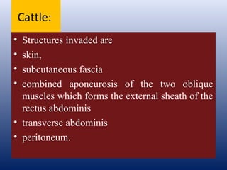 Caesarean section in cow | PPT