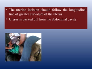 Caesarean section in cow | PPT