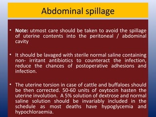Caesarean section in cow | PPT