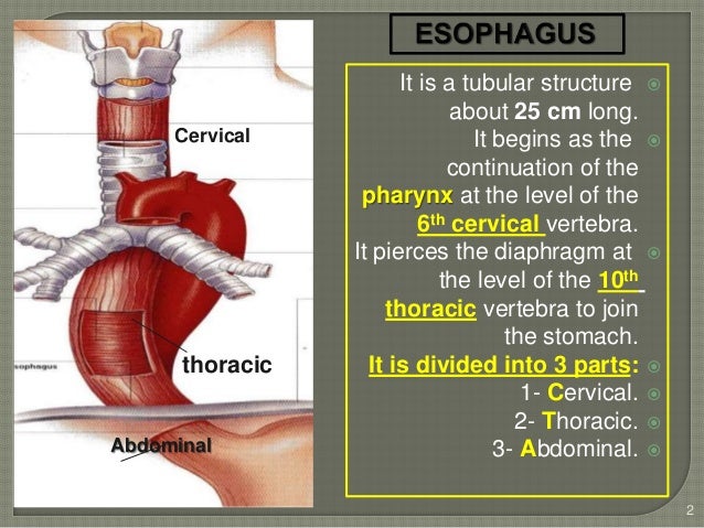 Ca esophagus