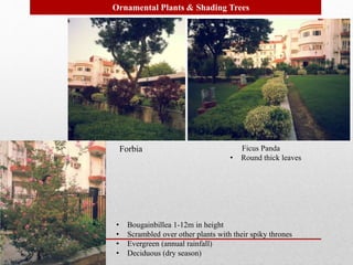 Cafe landscape jamia millia islamia | PPTX