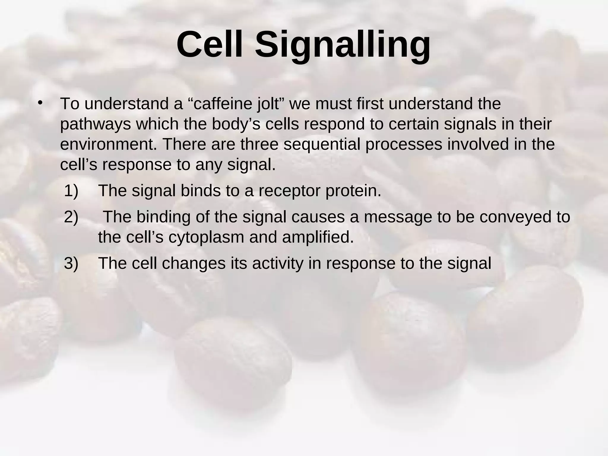 The Effects of Caffeine | PPT
