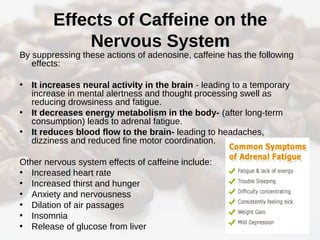 The Effects of Caffeine | PPT