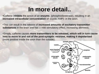 The Effects of Caffeine | PPT
