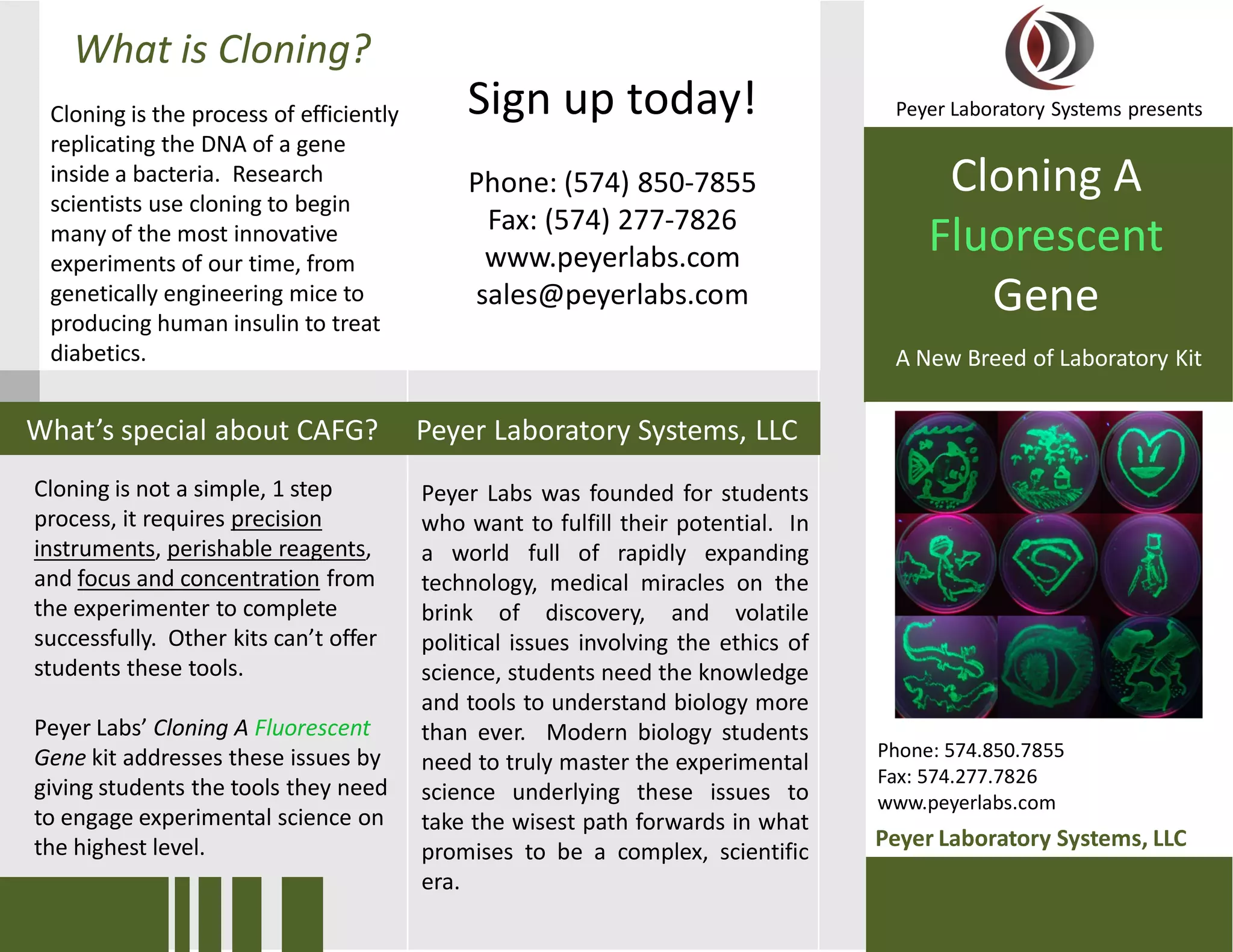 Peyer Labs Cloning a Fluorescent Gene Brochure | PDF