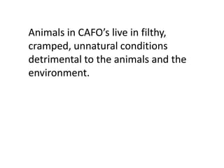 Cafo’s | PPTX