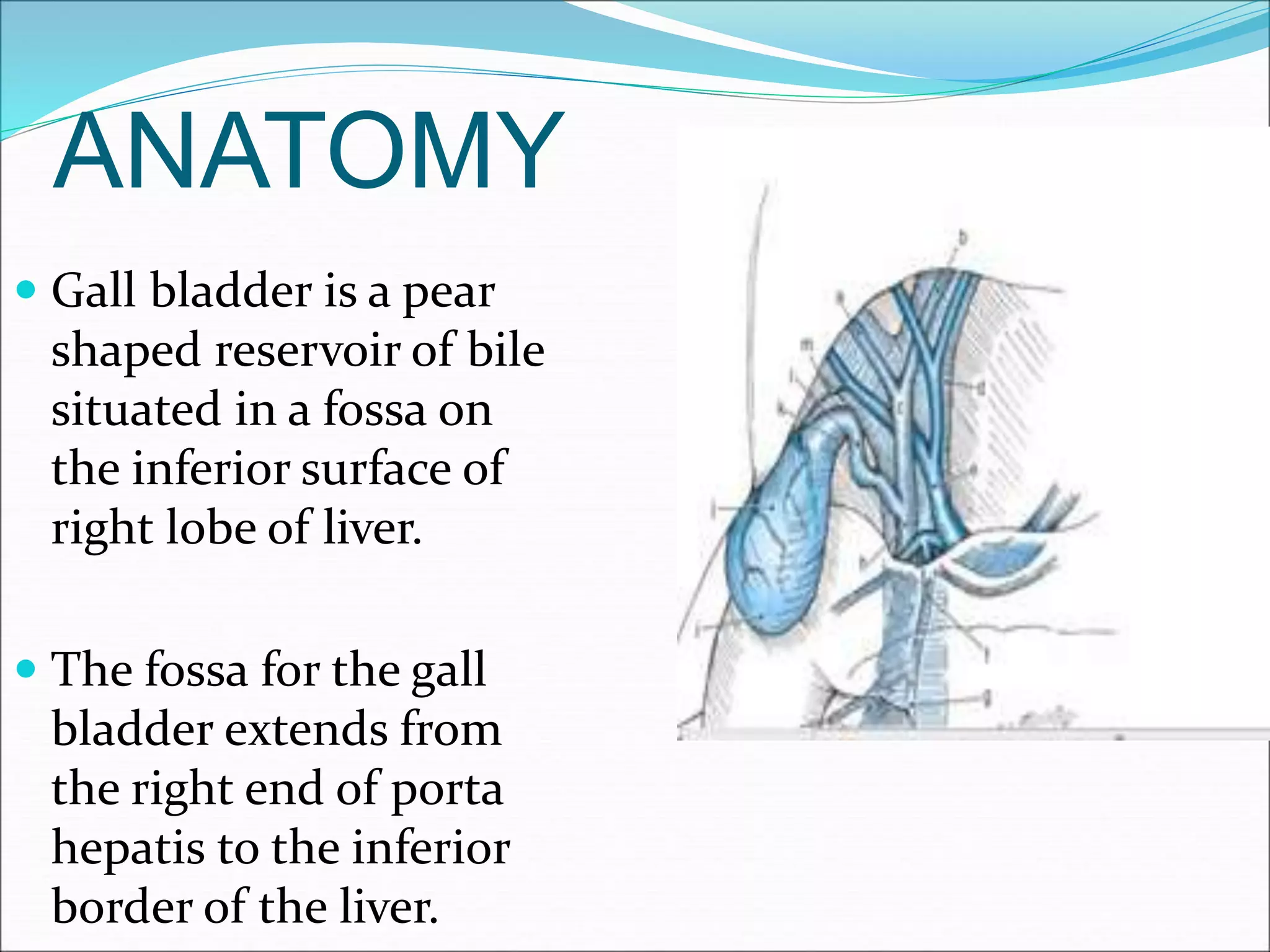 ca gall bladder seminar.ppt