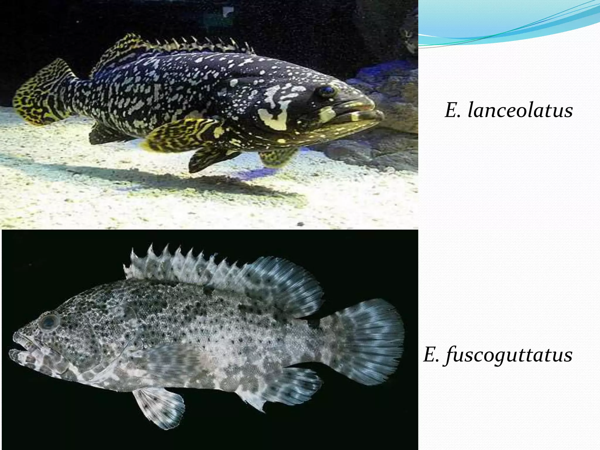 Cage Culture of Grouper and Cobia | PPTX