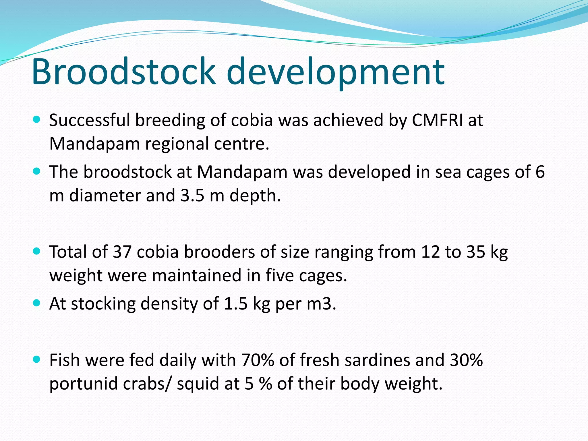 Cage Culture of Grouper and Cobia | PPTX