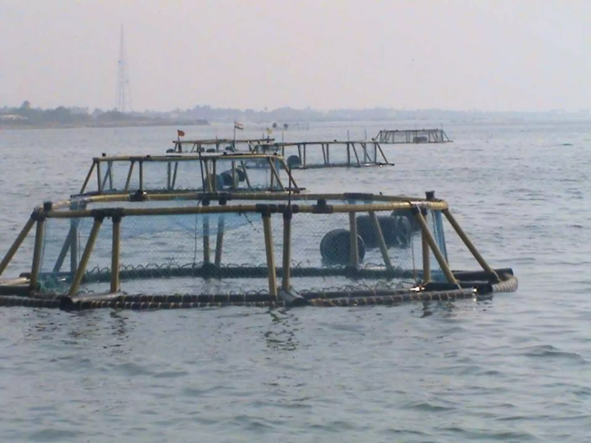 Cage Culture of Grouper and Cobia | PPTX