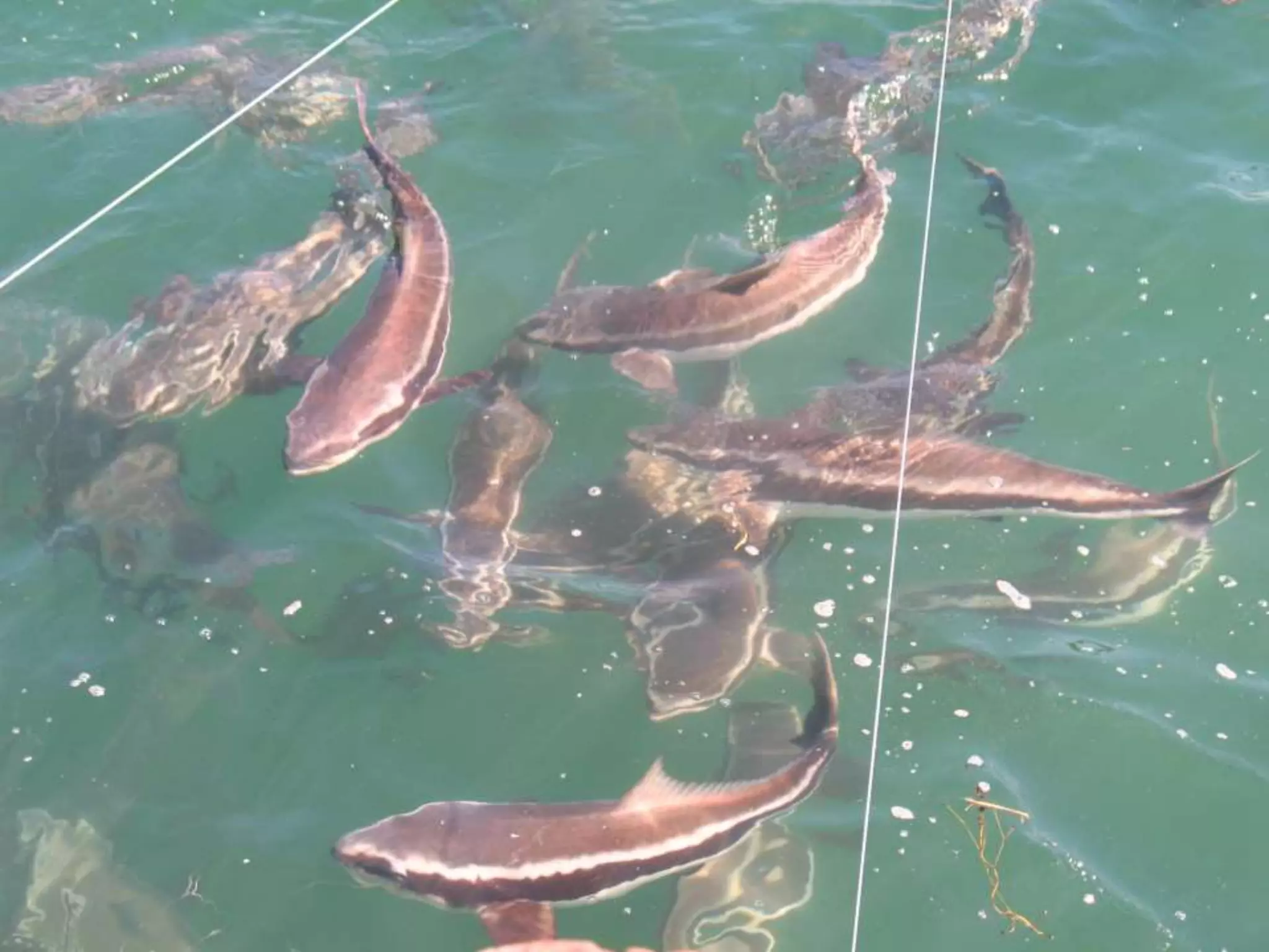 Cage Culture of Grouper and Cobia | PPTX