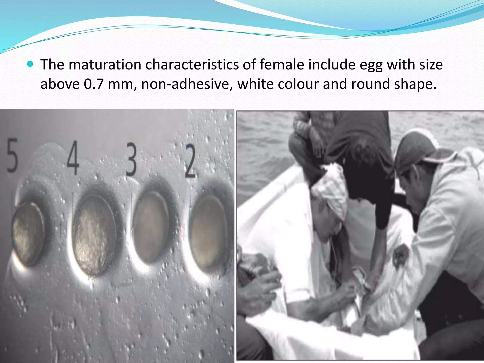 Cage Culture of Grouper and Cobia | PPTX