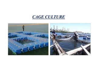 CAGE CULTURE | PPTX