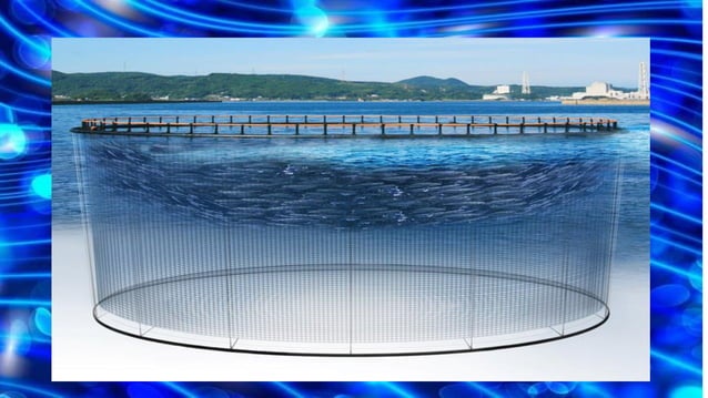 Caged fish-farming | PPT | Free Download