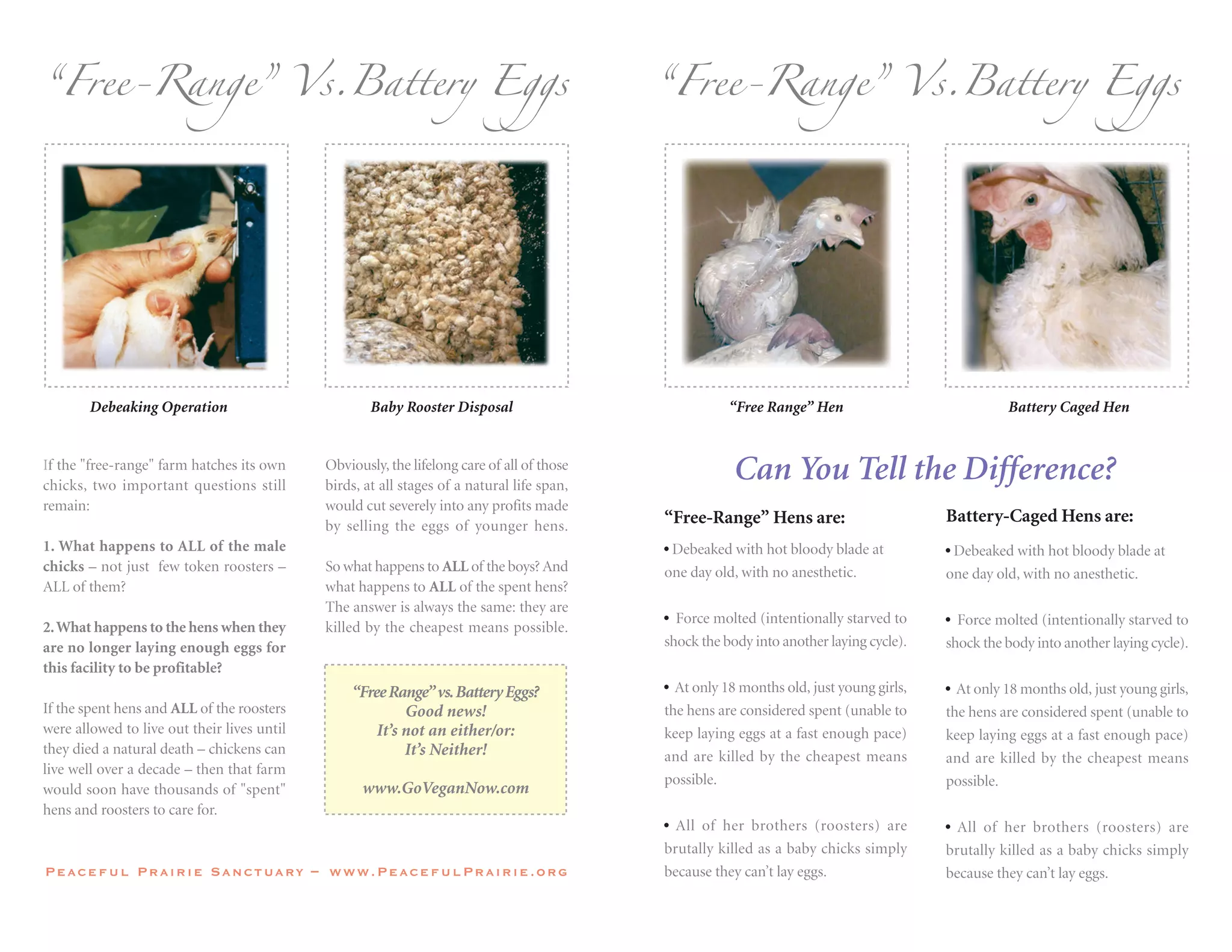 Cage Free Eggs | PDF