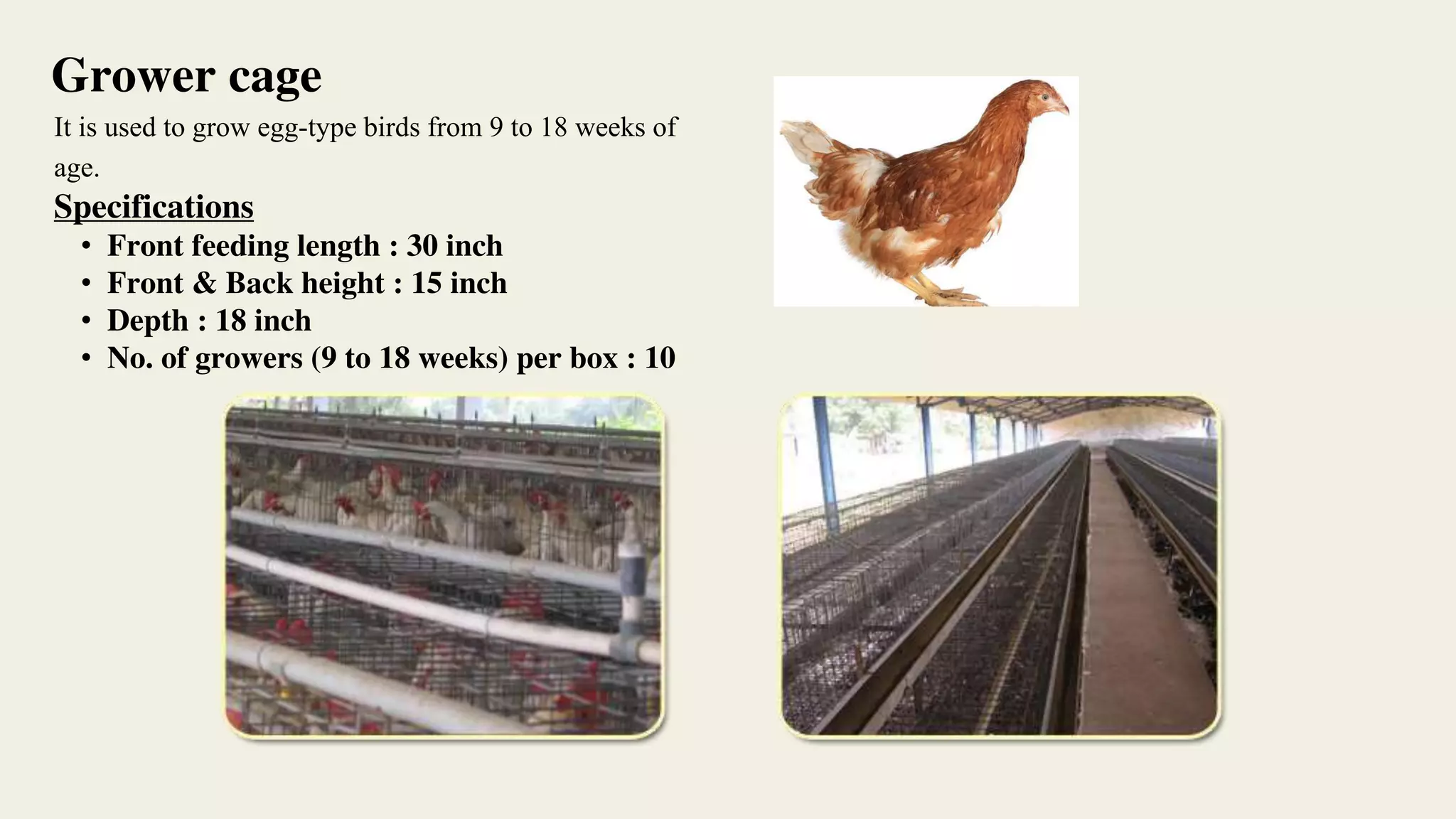 CAGE SYSTEM for POULTRY FARMING.pptx.pptx