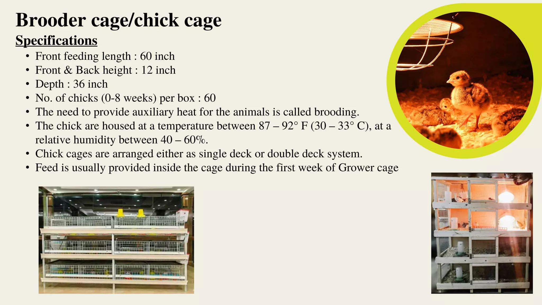CAGE SYSTEM for POULTRY FARMING.pptx.pptx