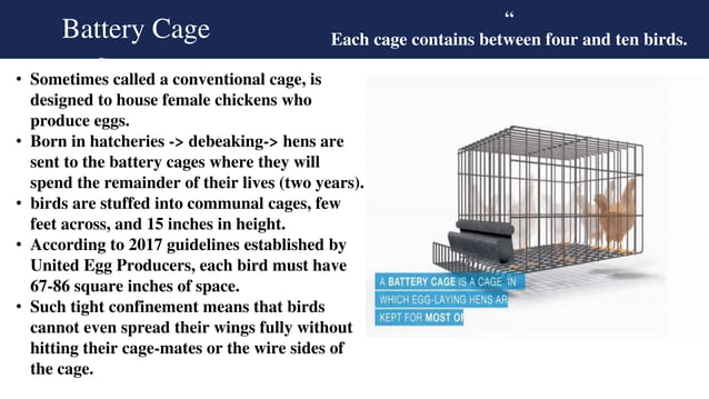 CAGE SYSTEM for POULTRY FARMING.pptx.pptx | Birdwatching | Hobbies ...