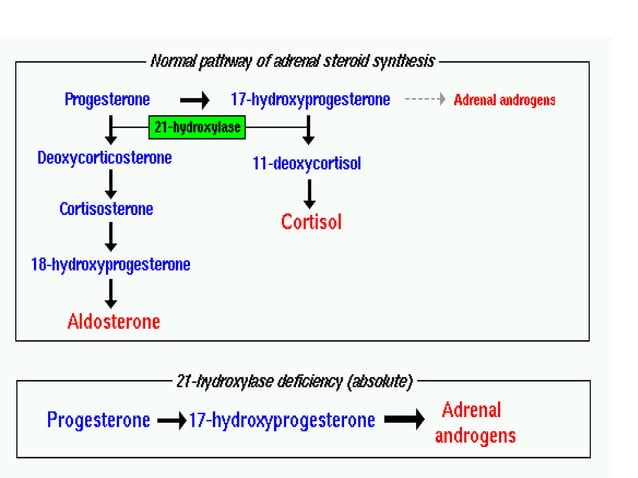 Congenital Adrenal Hyperplasia (CAH) | PPTX | Hormonal Disorders ...