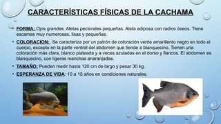 Descripcion sobre la produccion de cachama negra en lagunas | PPTX