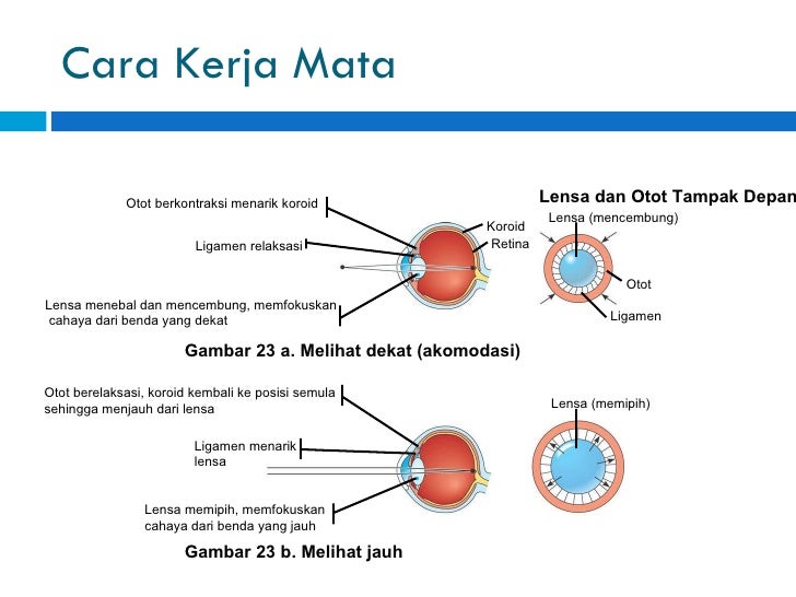 Baru 25+ Cara Kerja Mata