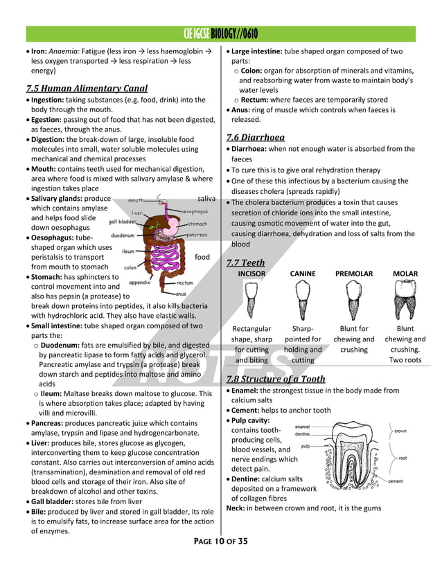 Caie igcse-biology-0610-theory | PDF