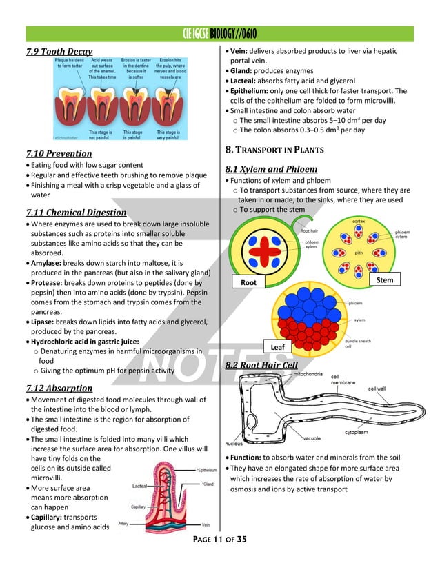Caie igcse-biology-0610-theory | PDF