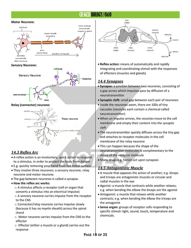 Caie igcse-biology-0610-theory | PDF