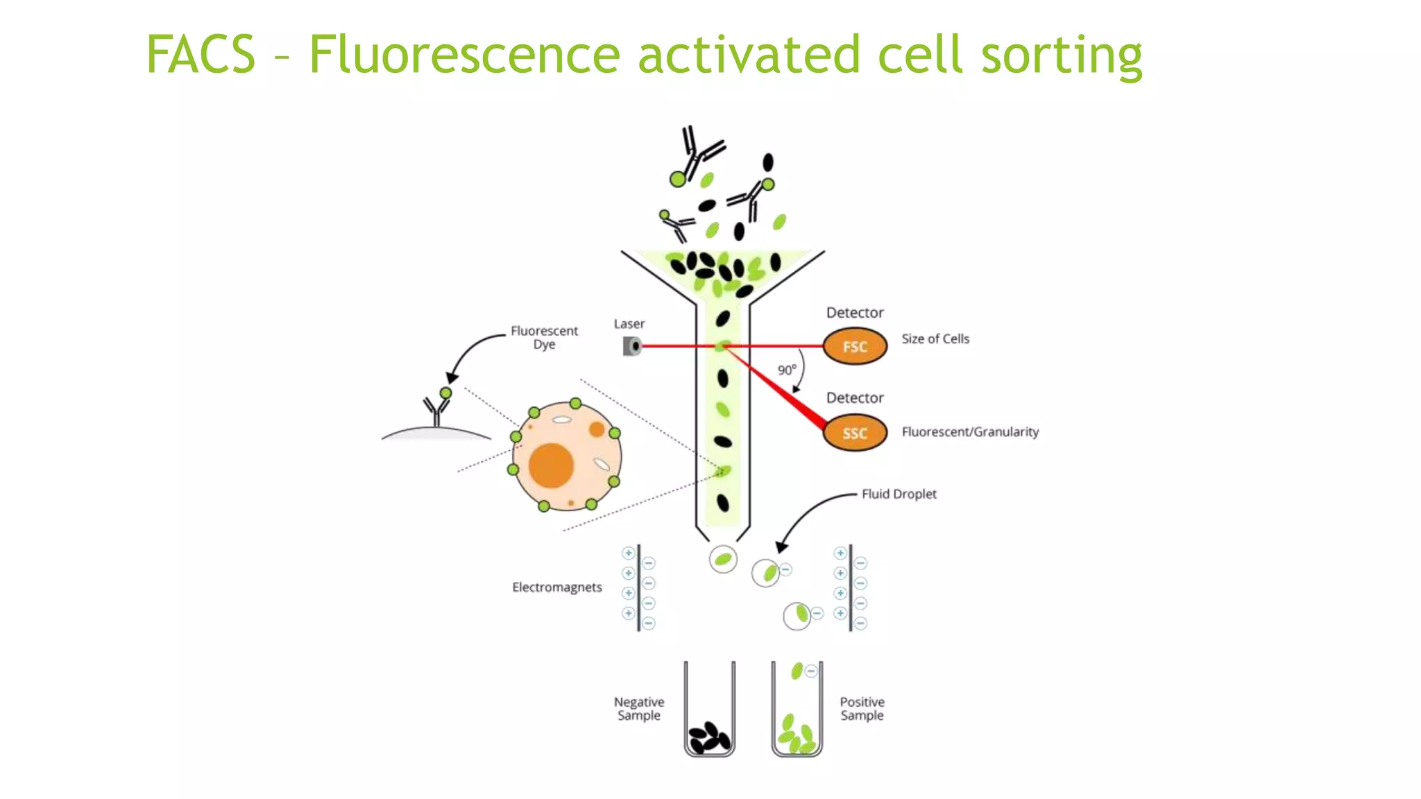 Calcium influx assay and flow cytometry | PPTX