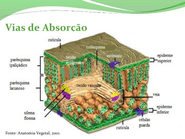 Adubação Foliar - Nutrição/Fitormônios