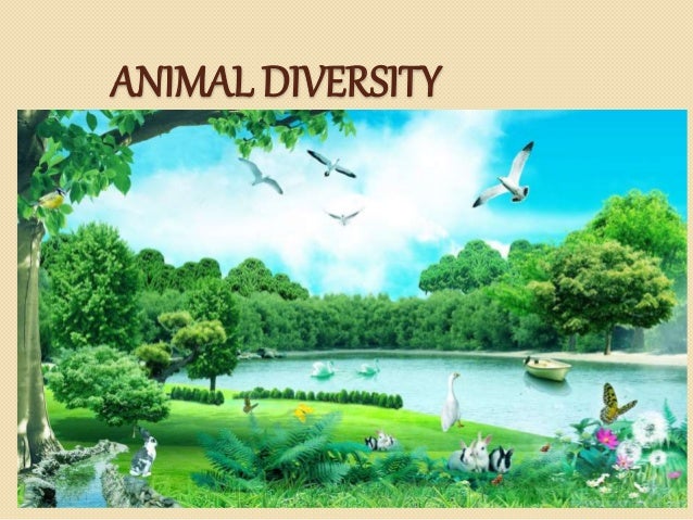 Animal Diversity