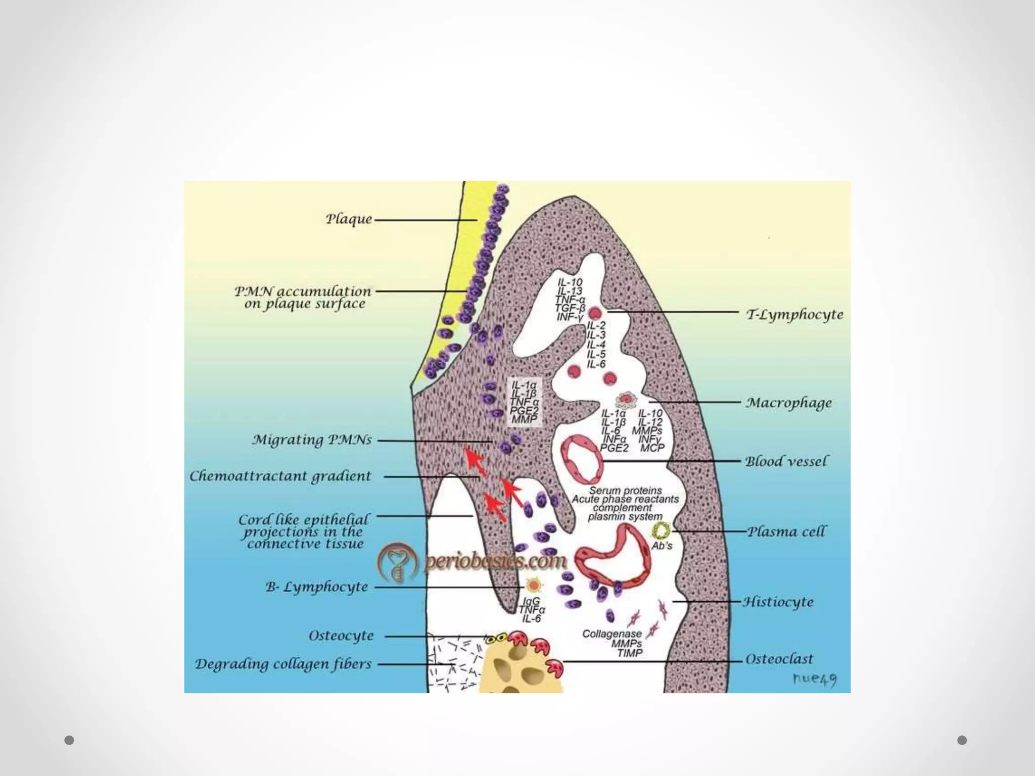 Cairan Sulcus Gingiva (Gingival Crevicular Fluid) | PPTX