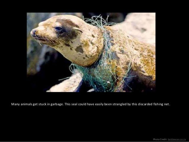 Great Pacific Garbage Patch Animals Pacific Bird Refuge Struggles As
