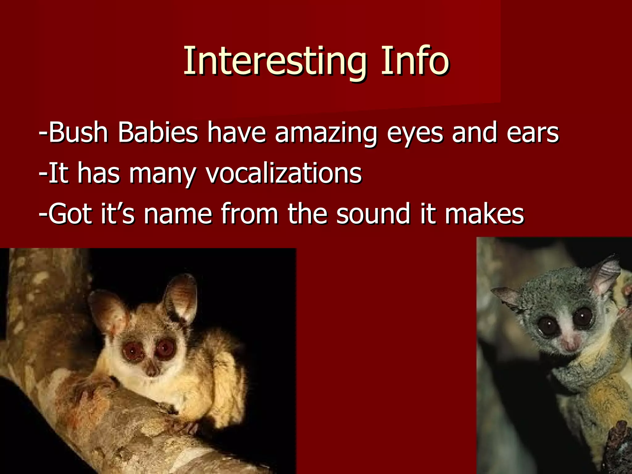 Caitlin mc aleney bush baby galagidae | PPT