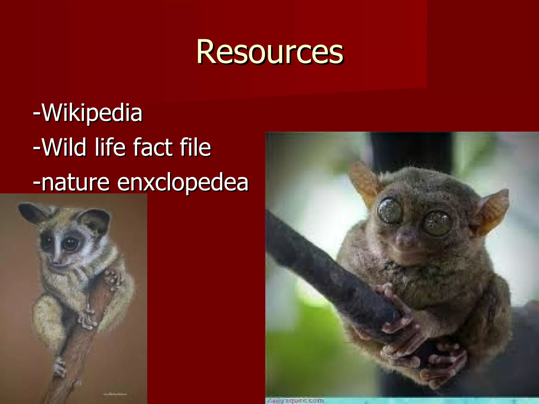 Caitlin mc aleney bush baby galagidae | PPT