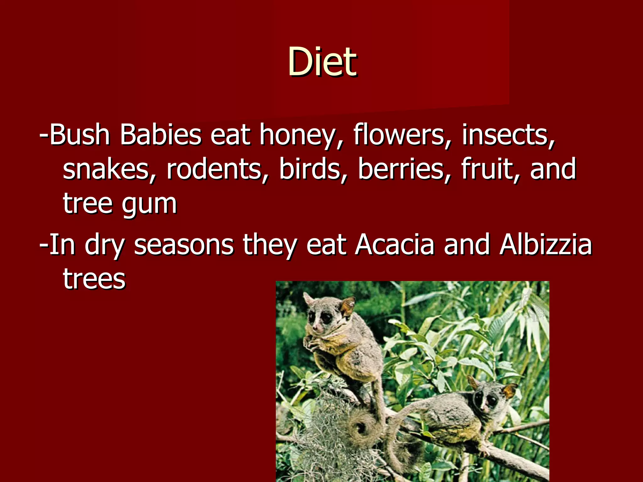 Caitlin mc aleney bush baby galagidae | PPT