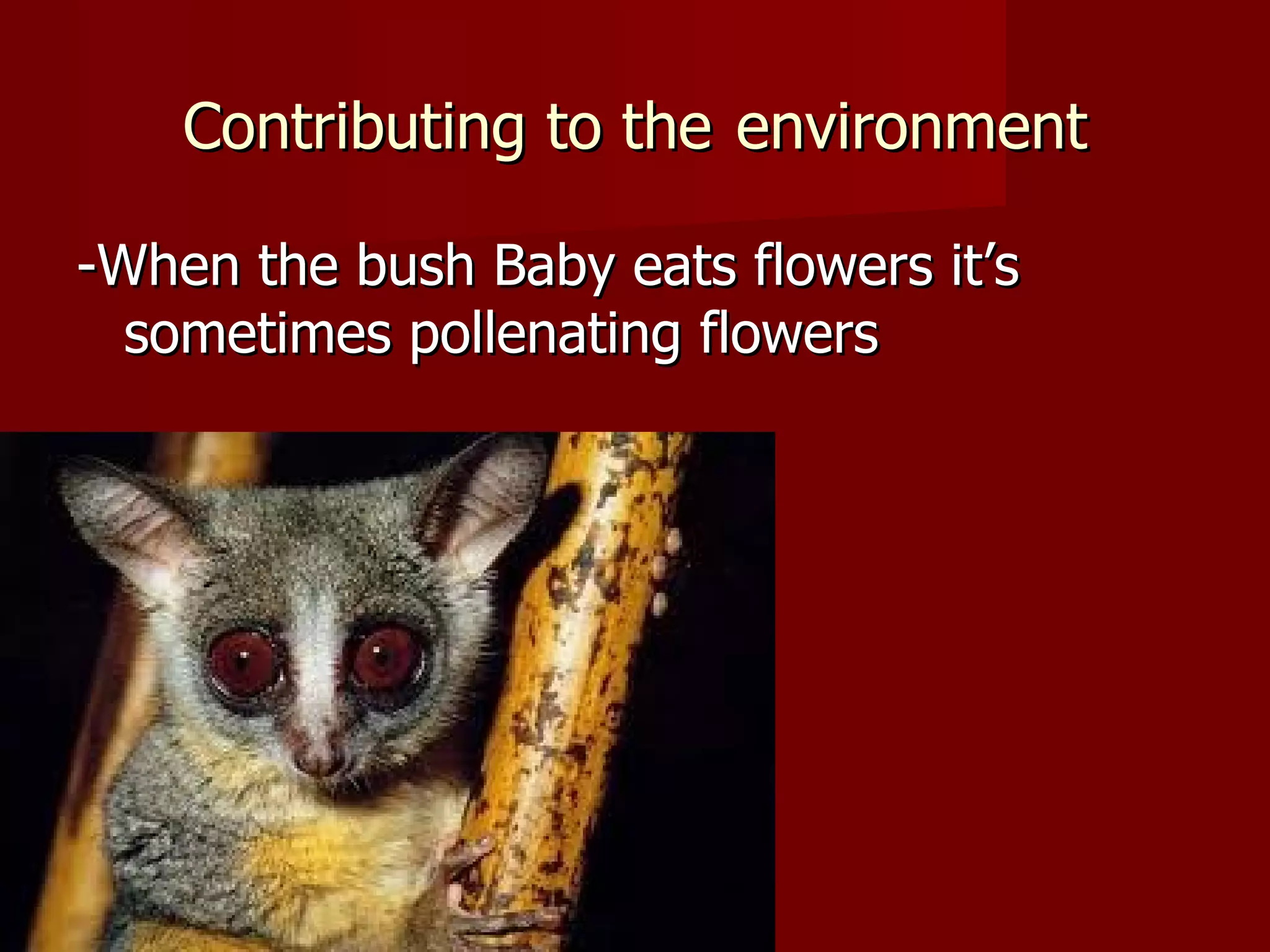 Caitlin mc aleney bush baby galagidae | PPT