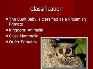 Caitlin mc aleney bush baby galagidae | PPT