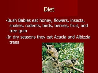 Caitlin mc aleney bush baby galagidae | PPT