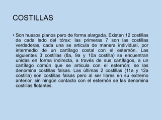 Caja toracica | PPTX