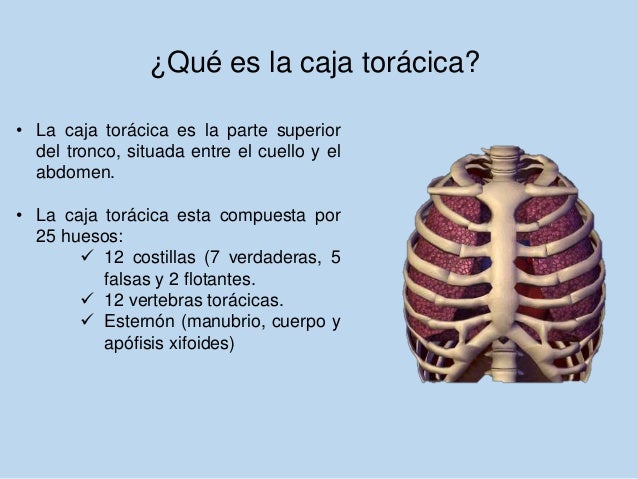 Caja Torácica: Anatomía, Datos Y Función ¿Cuántas Costillas Tienen ...