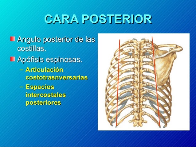 Caja toraxica y columna