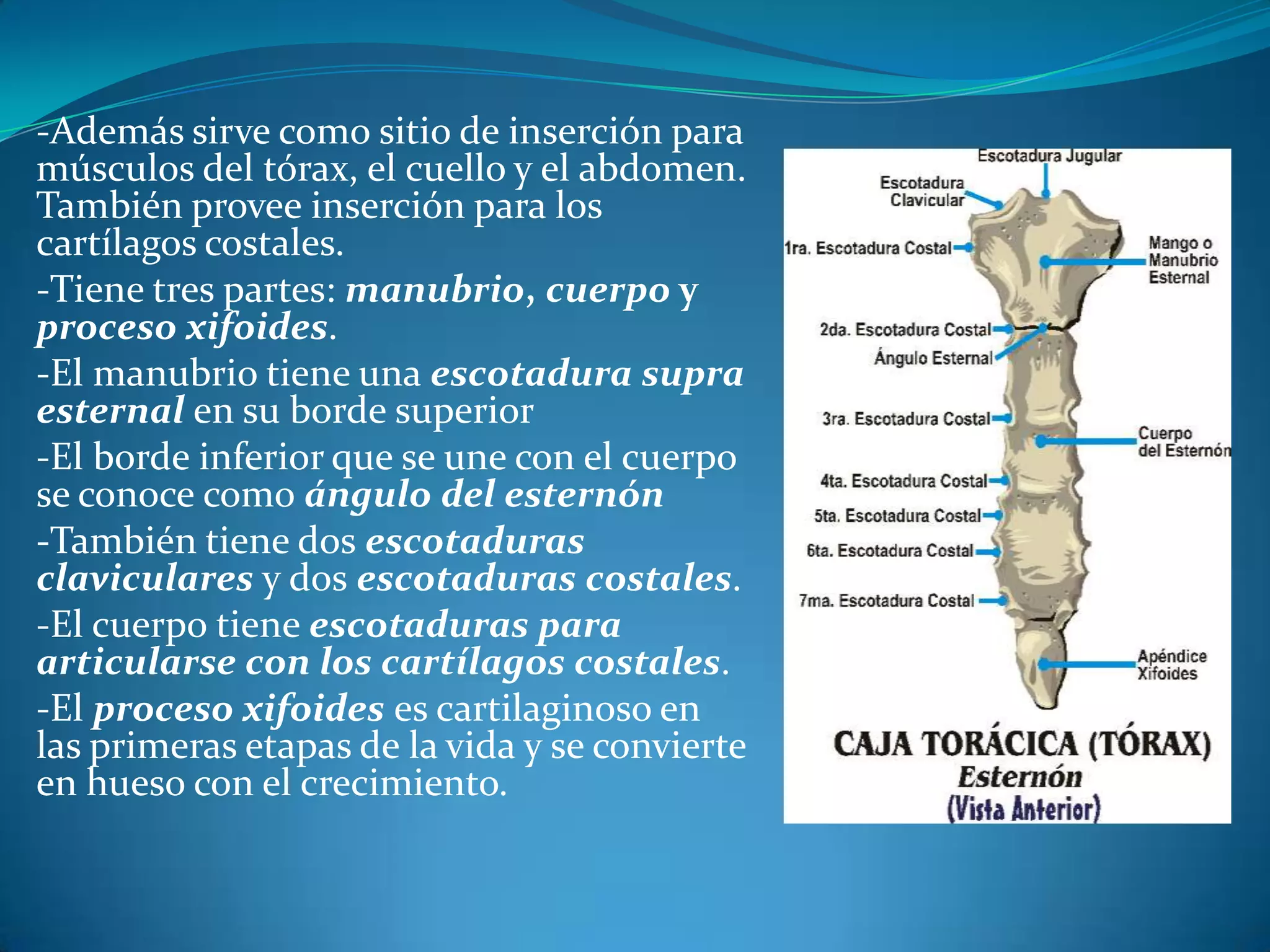 Caja torácica y esternón | PPTX