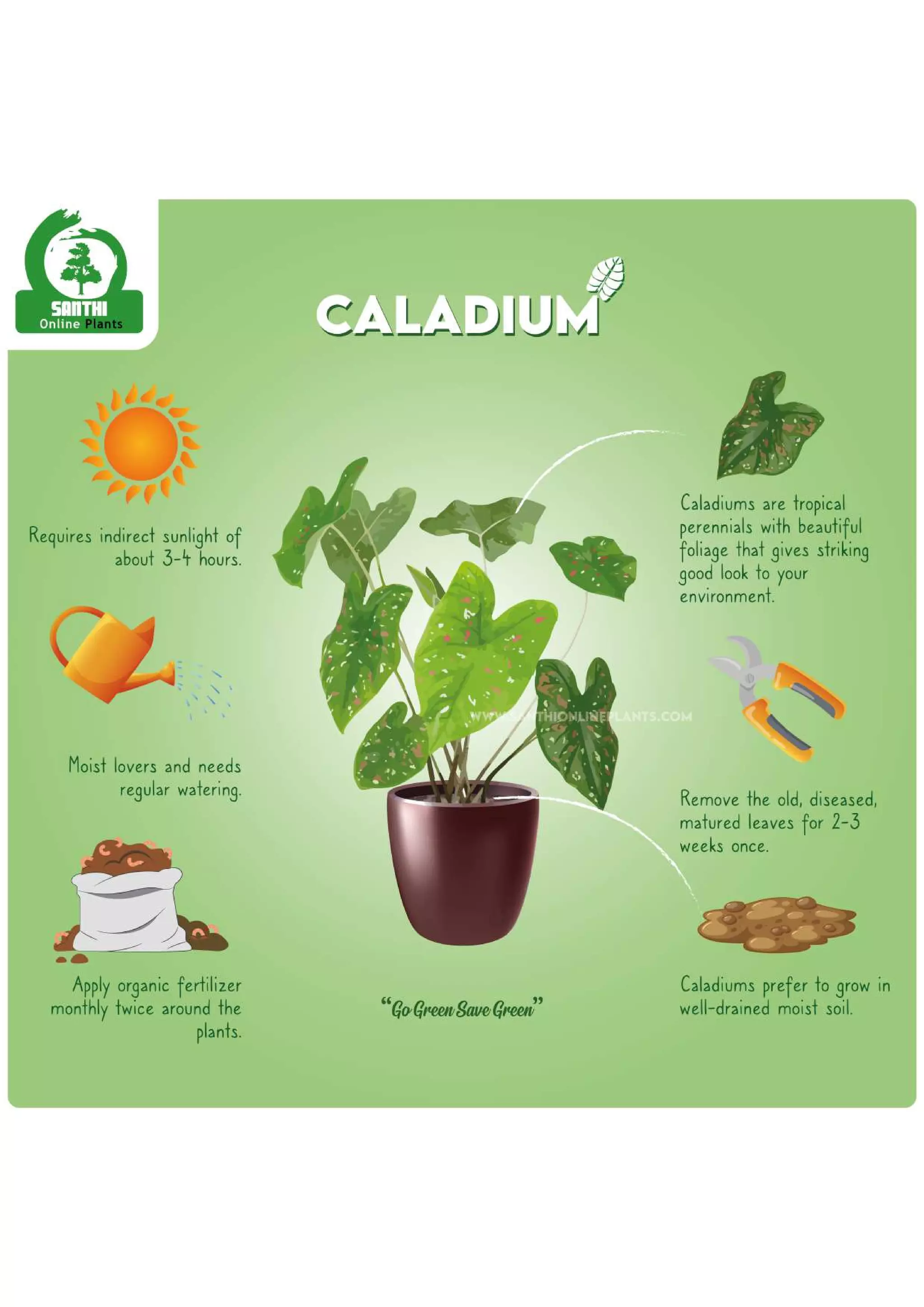 Caladium-01.pdf